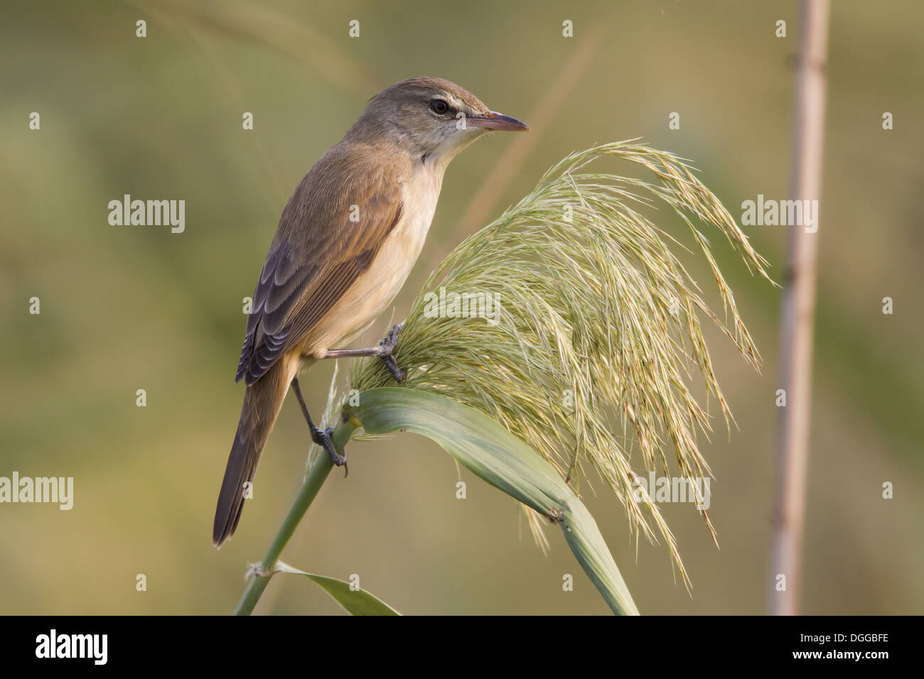 Oriental Reed-warbler (Acrocephalus orientalis) adult, perched on reed ...