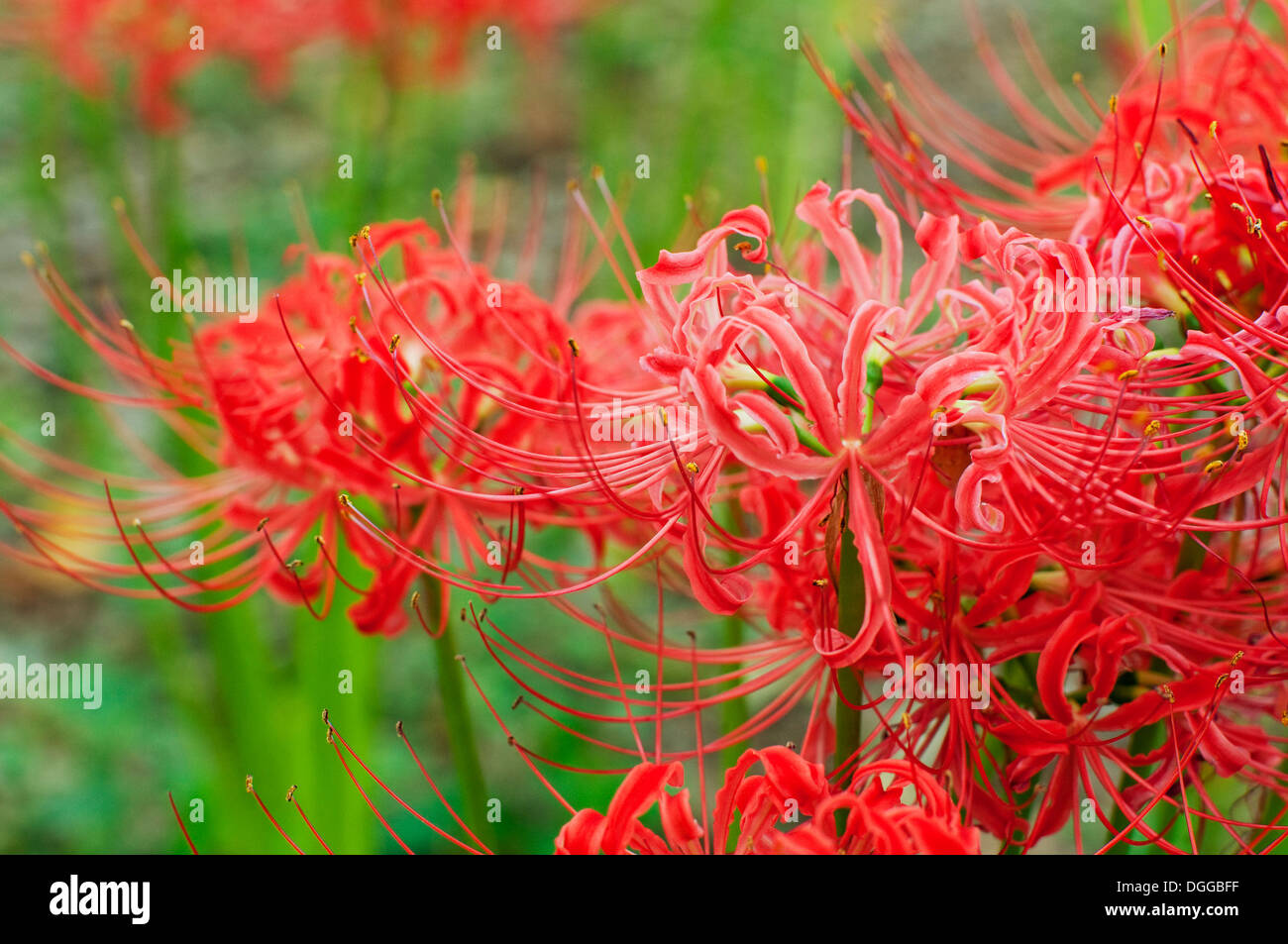 Japanese Spider Lily High Resolution Stock Photography and Images - Alamy