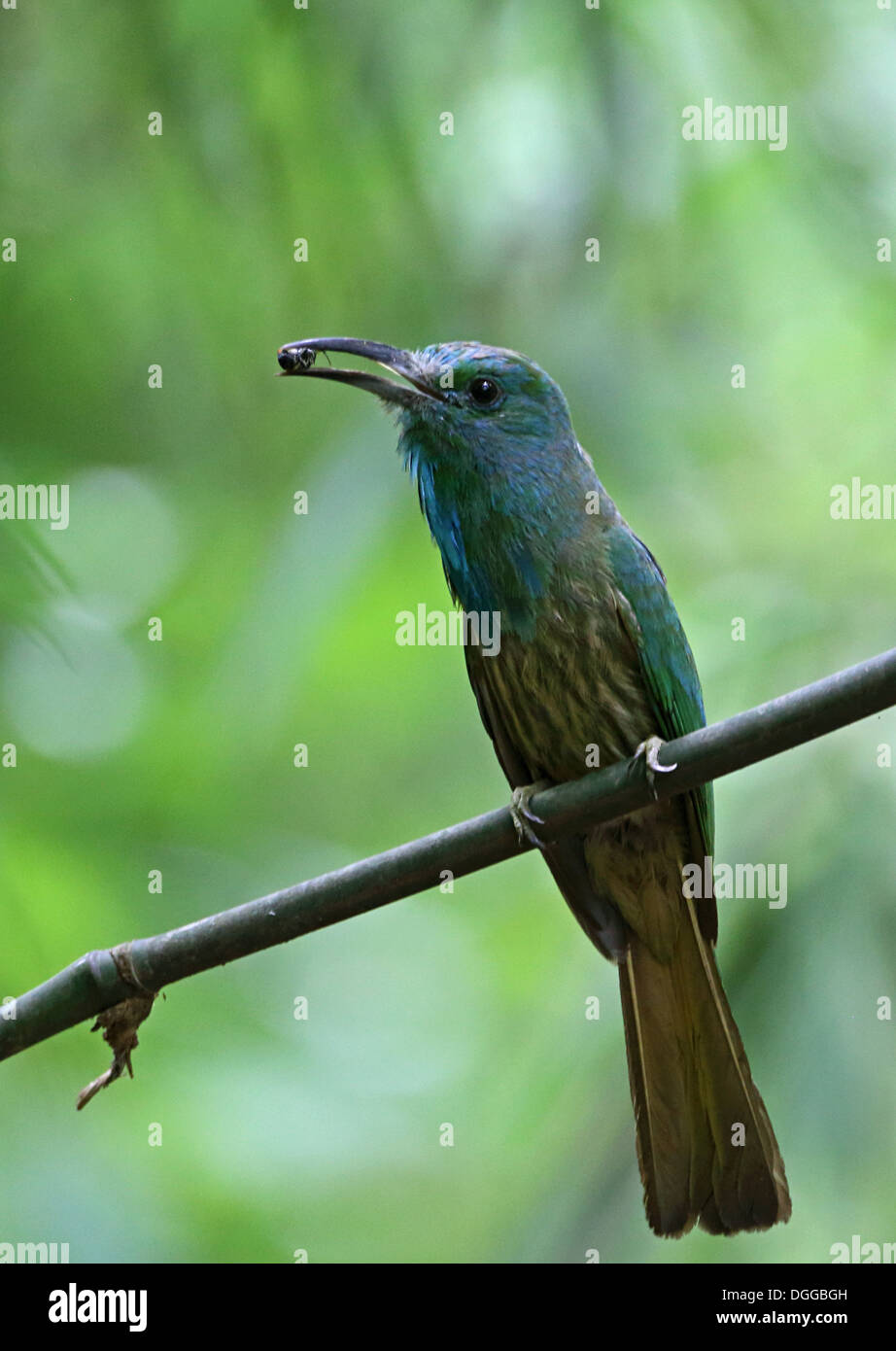 Blue bearded bee eater in asia hi-res stock photography and images - Alamy