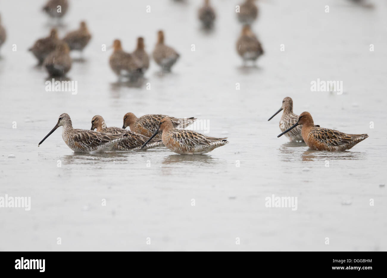 Asian Dowitcher (Limnodromus semipalmatus) adults one in full breeding ...
