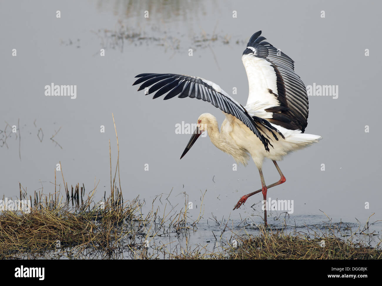 Oriental Stork (Ciconia boyciana) adult, with wings raised, hunting ...