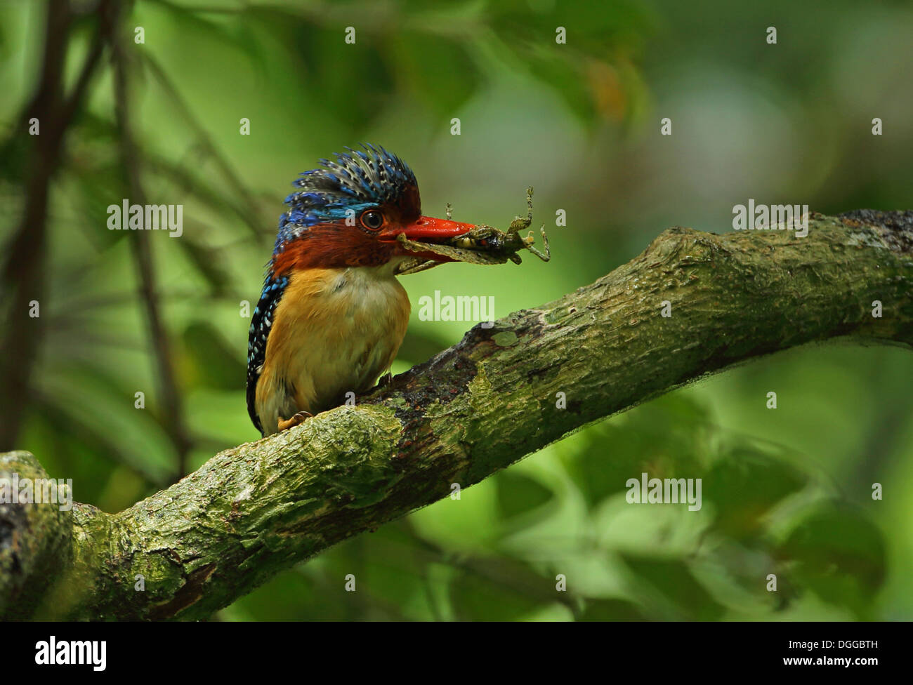 Banded Kingfisher (Lacedo pulchella amabilis) adult male with insect ...