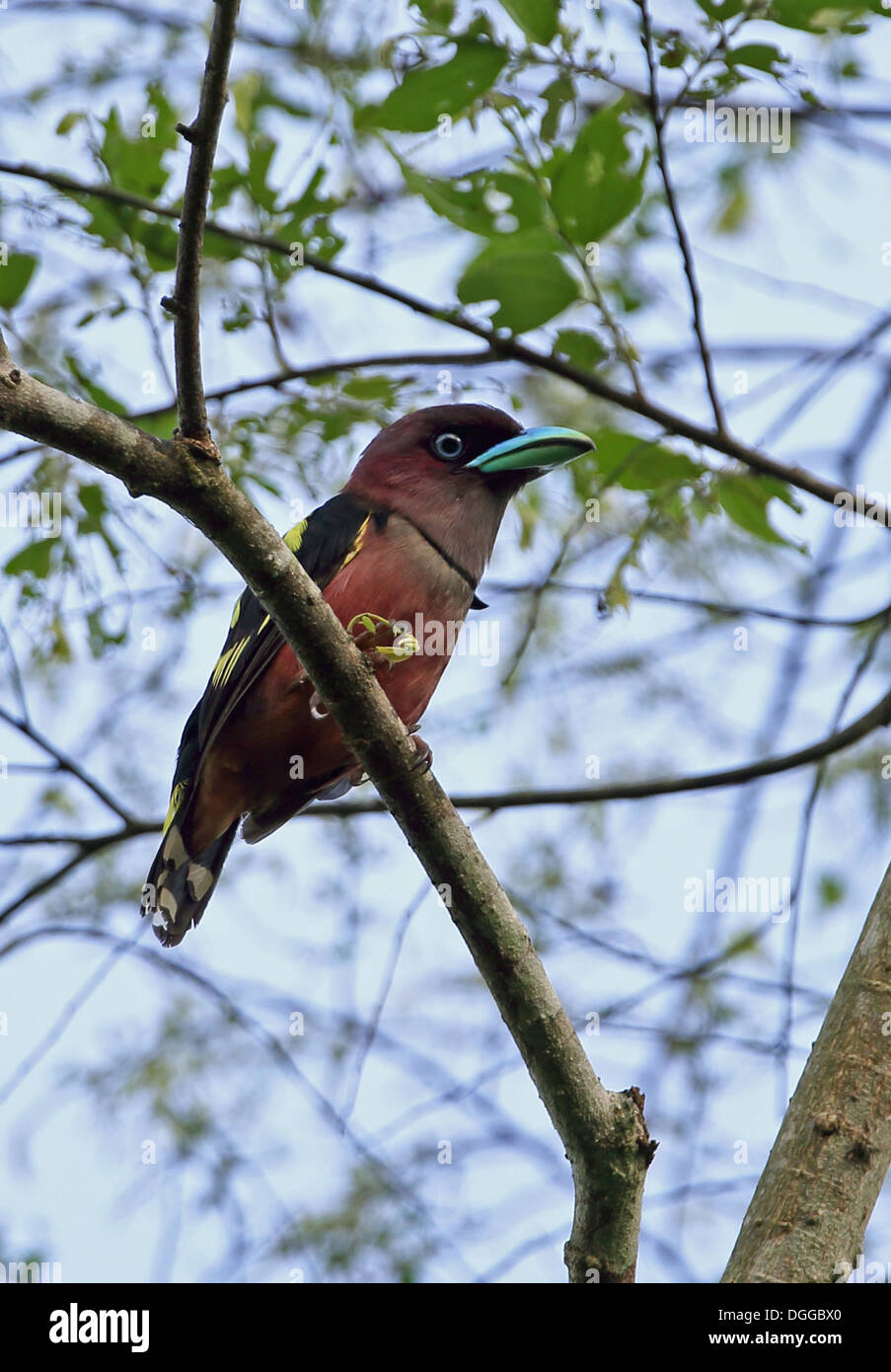 Eurylaimus javanicus hi-res stock photography and images - Alamy