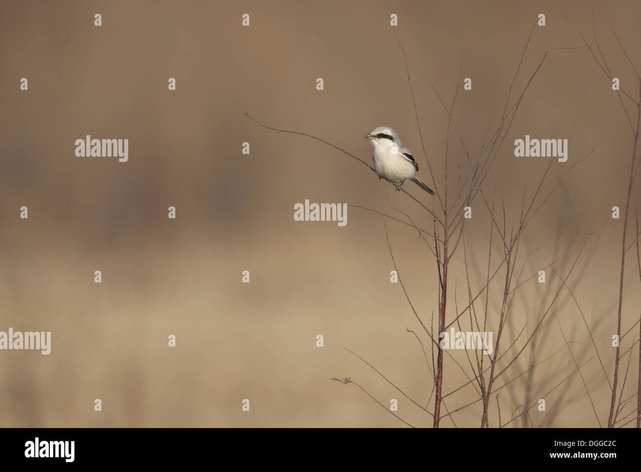 Yeyahu hi-res stock photography and images - Alamy