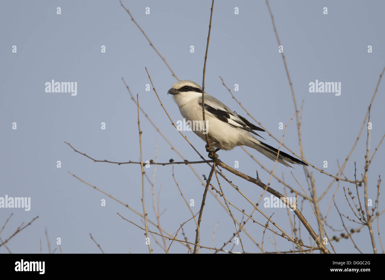 Chinese Grey Shrike (Lanius sphenocercus) adult, breeding plumage ...