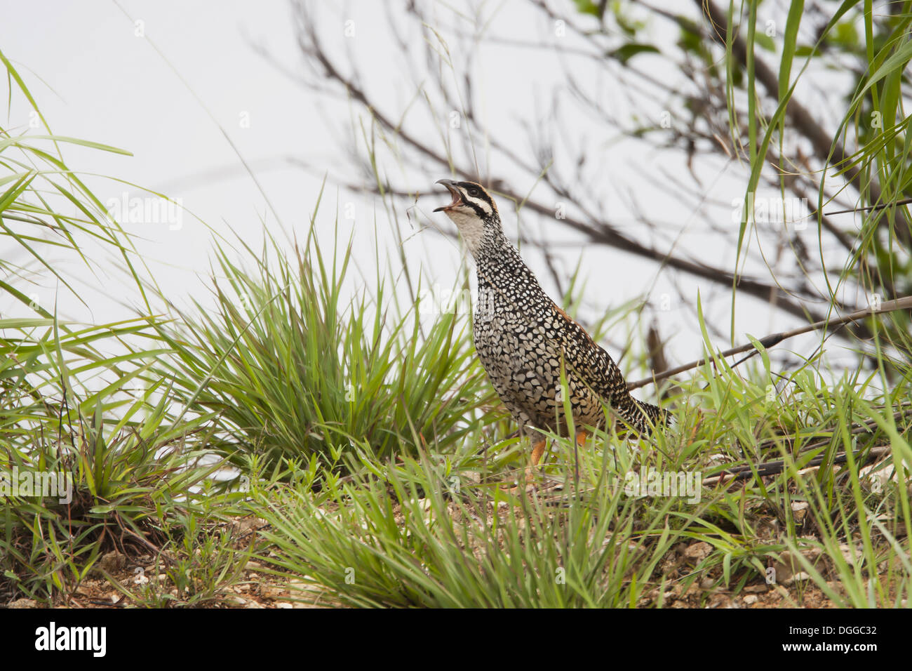 Chinese Francolin (Francolinus pintadeanus) adult male, breeding plumage, calling, standing in ...