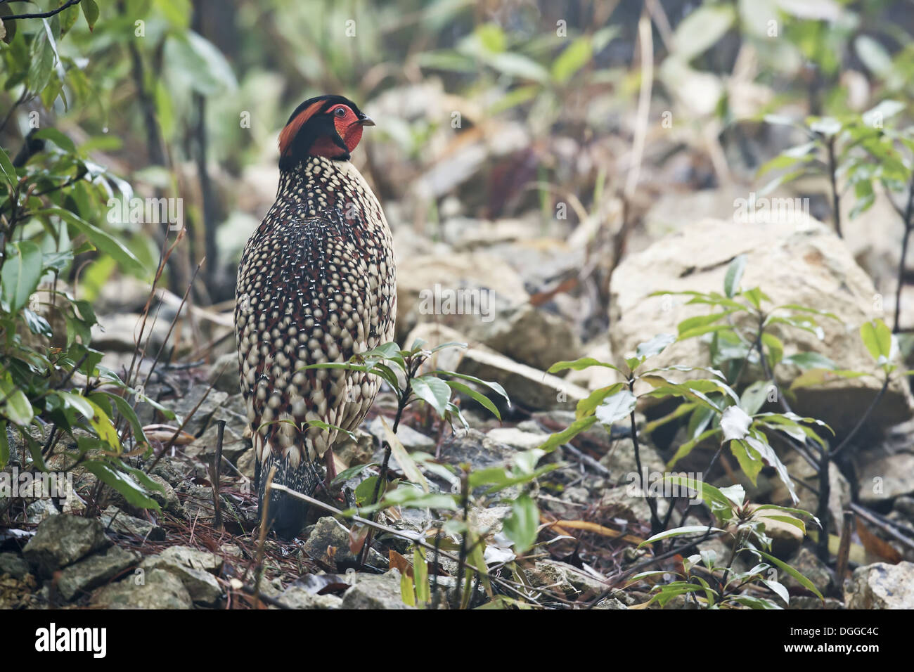 Cabot's Tragopan (Tragopan caboti) adult male, standing on stony ground ...
