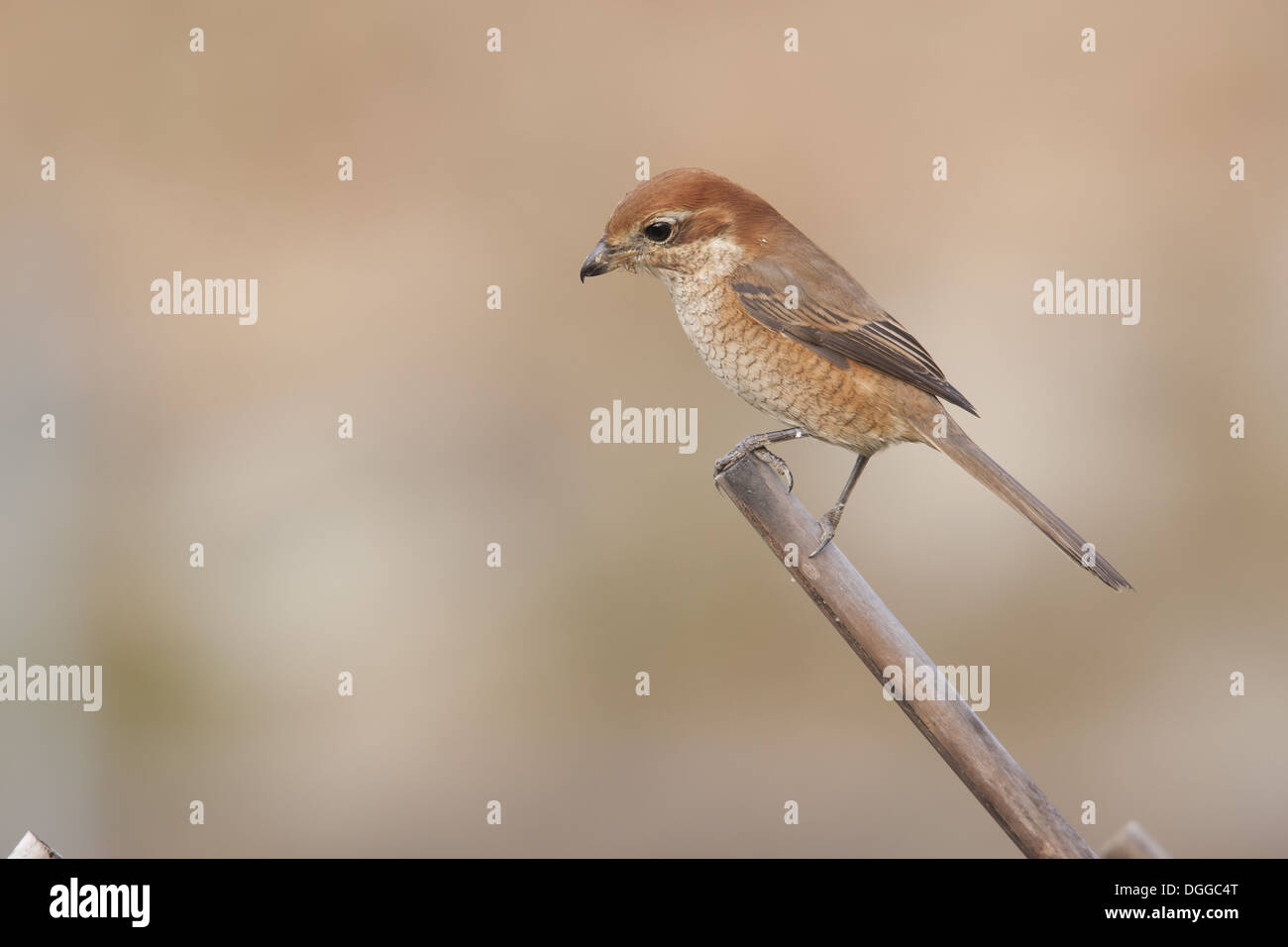 Bull-headed Shrike (Lanius bucephalus) immature female first winter ...