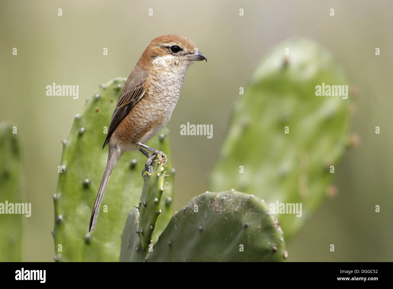 Bull-headed Shrike (Lanius bucephalus) adult female, perched on cactus ...
