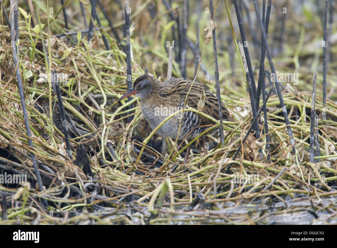 Brown cheeked rail hi-res stock photography and images - Alamy