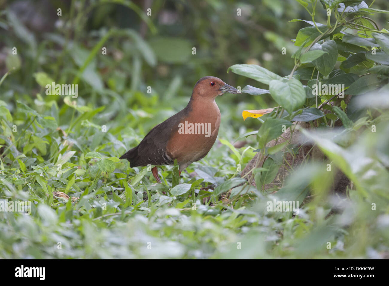 Band-bellied Crake (Porzana paykullii) adult, breeding plumage, walking ...