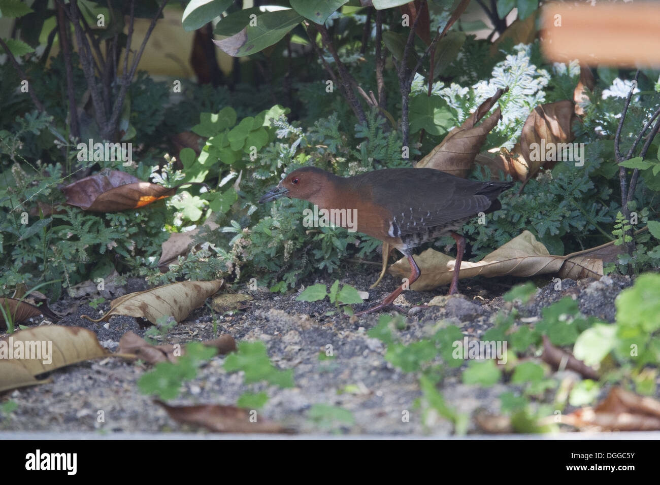 Band-bellied Crake (Porzana paykullii) adult, breeding plumage, walking ...