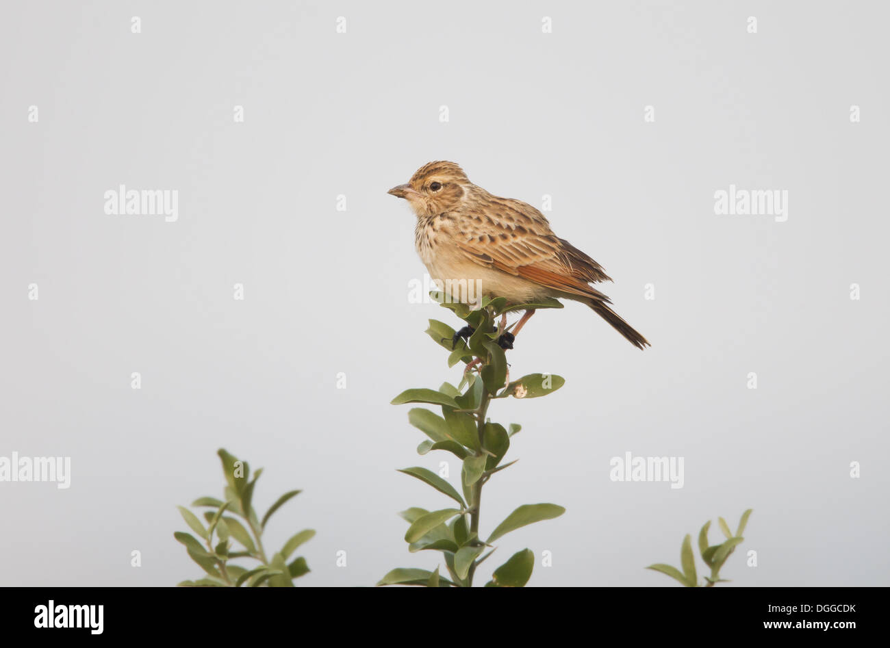 Indian bushlark bird india hi-res stock photography and images - Alamy