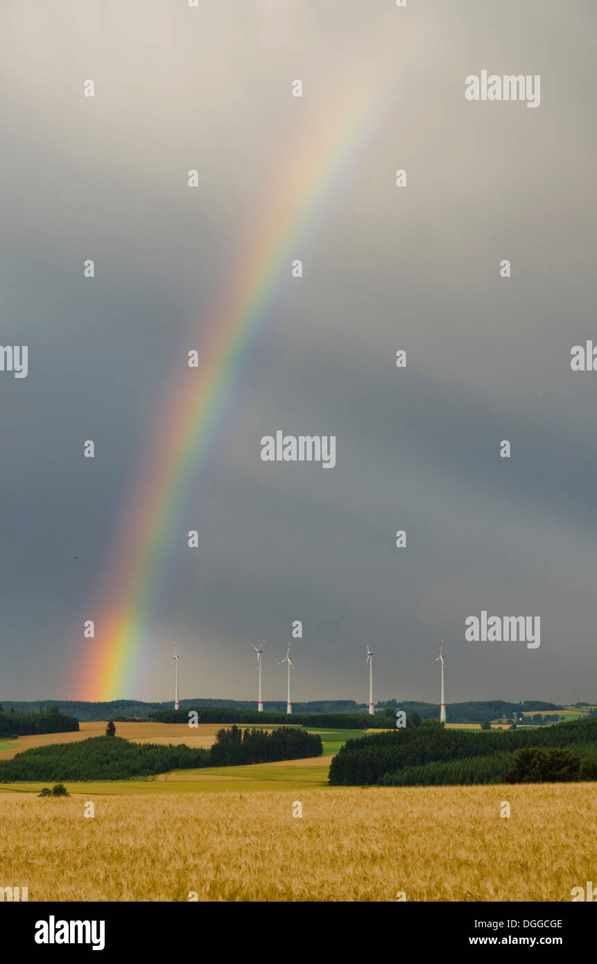 Wind power plants behind a grainfield against dark sky with rainbow ...
