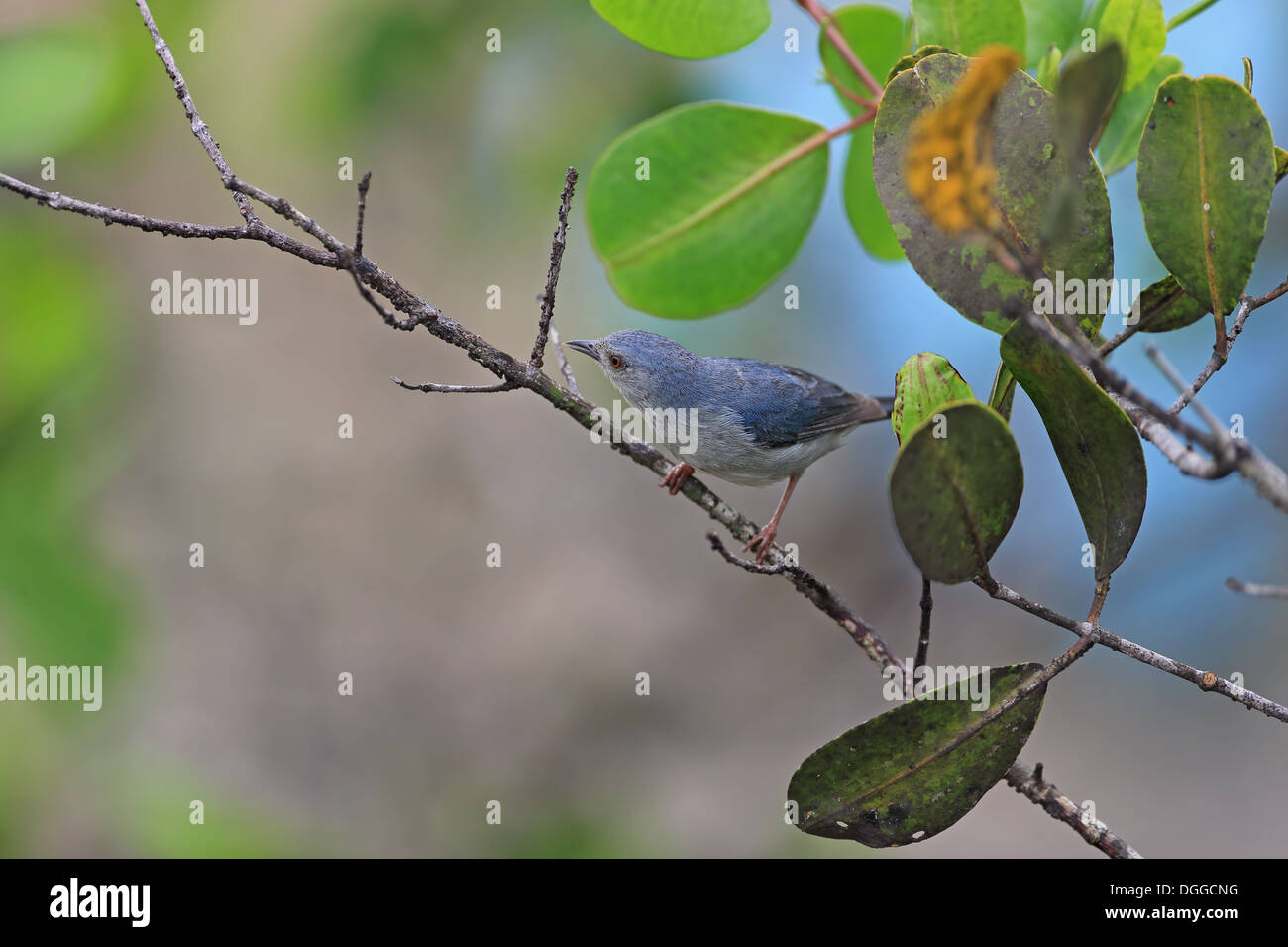 Bicoloured Conebill (Conirostrum bicolor) adult, perched on twig ...
