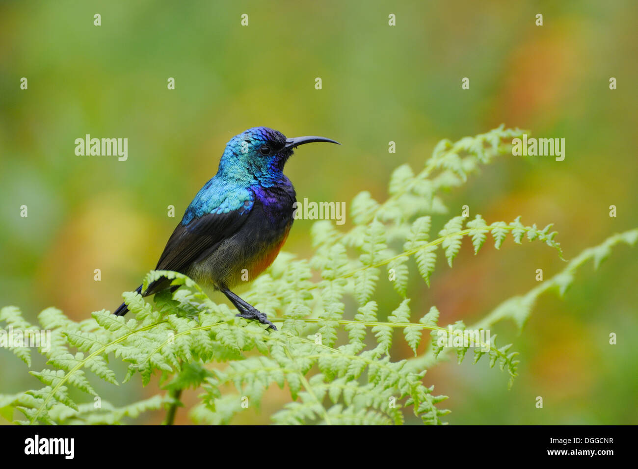 Montane double collared sunbird hi-res stock photography and images - Alamy