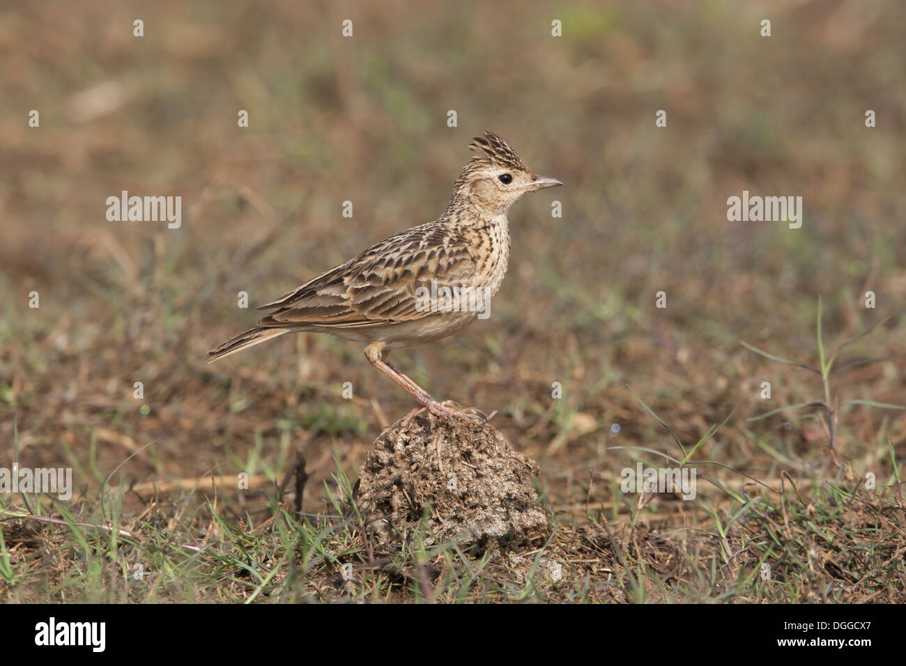 Indian skylark hi-res stock photography and images - Alamy