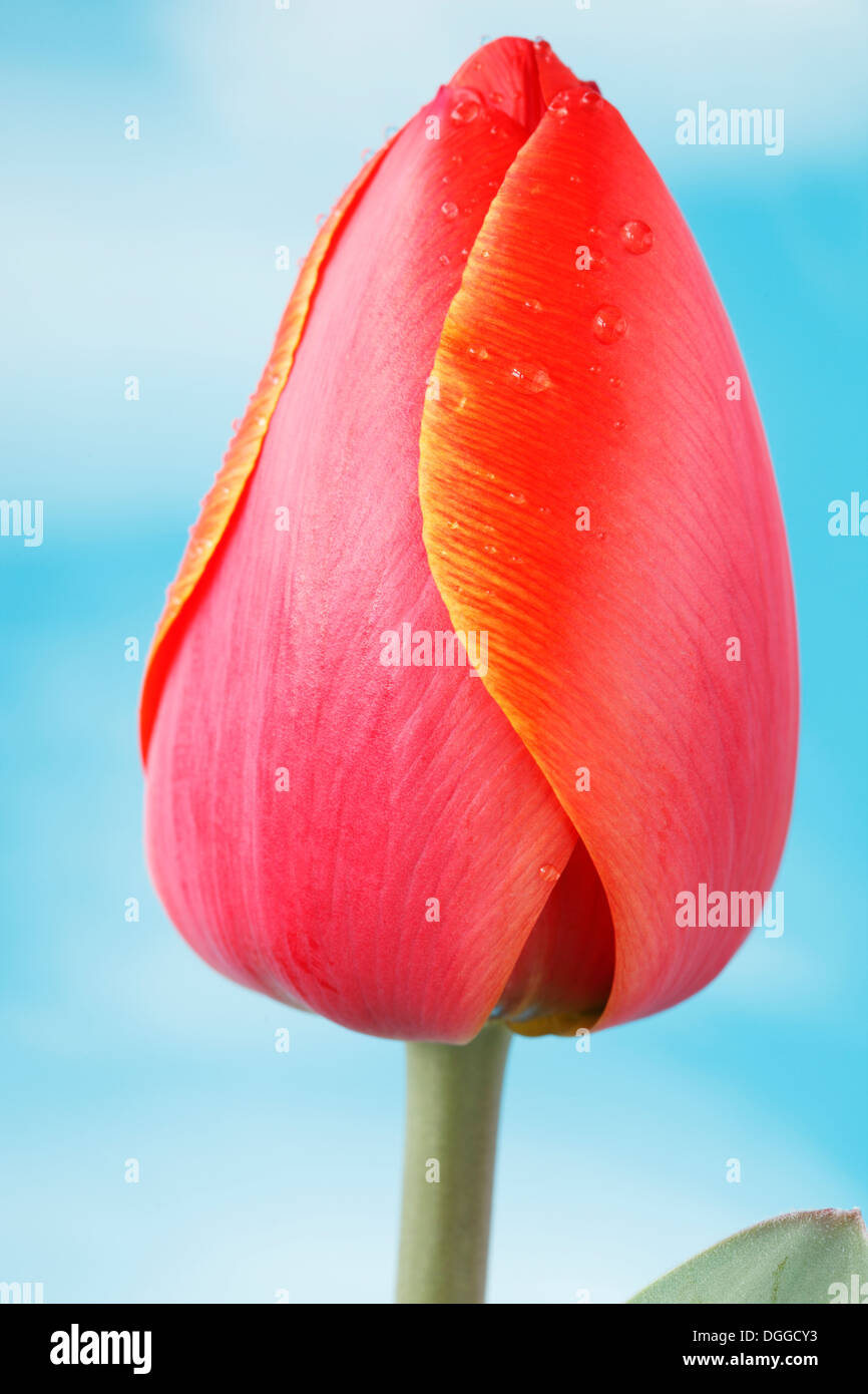 Tulipa 'Ad Rem' Tulip Darwin Hybrid Group April Stock Photo - Alamy