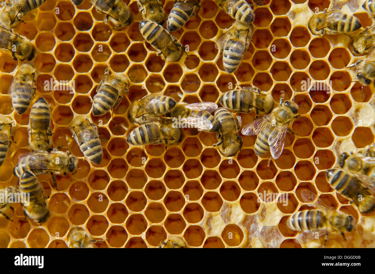 Carnica bees (Apis mellifera carnica) at their partly covered ...