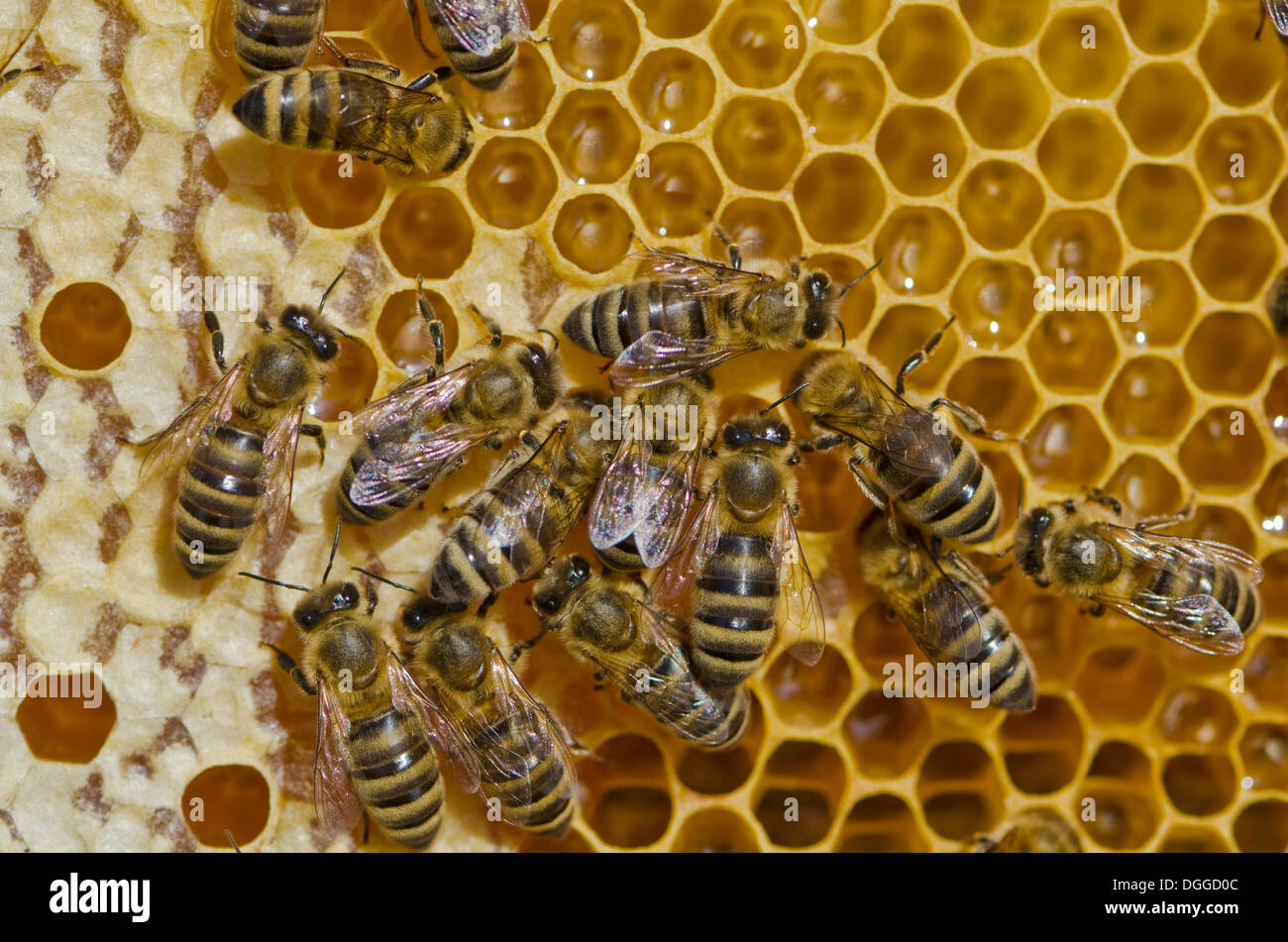 Carnica bees (Apis mellifera carnica) at their partly covered ...