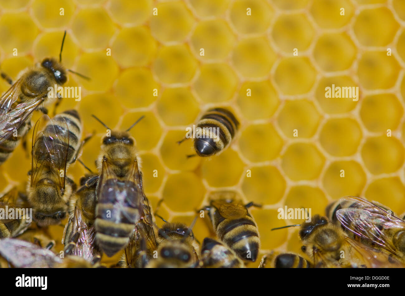 Carnica bees (Apis mellifera carnica) at their honeycombs filled with ...