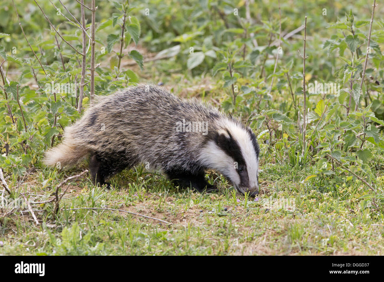 Eurasian Badger (Meles meles) cub, foraging during daylight, Suffolk ...