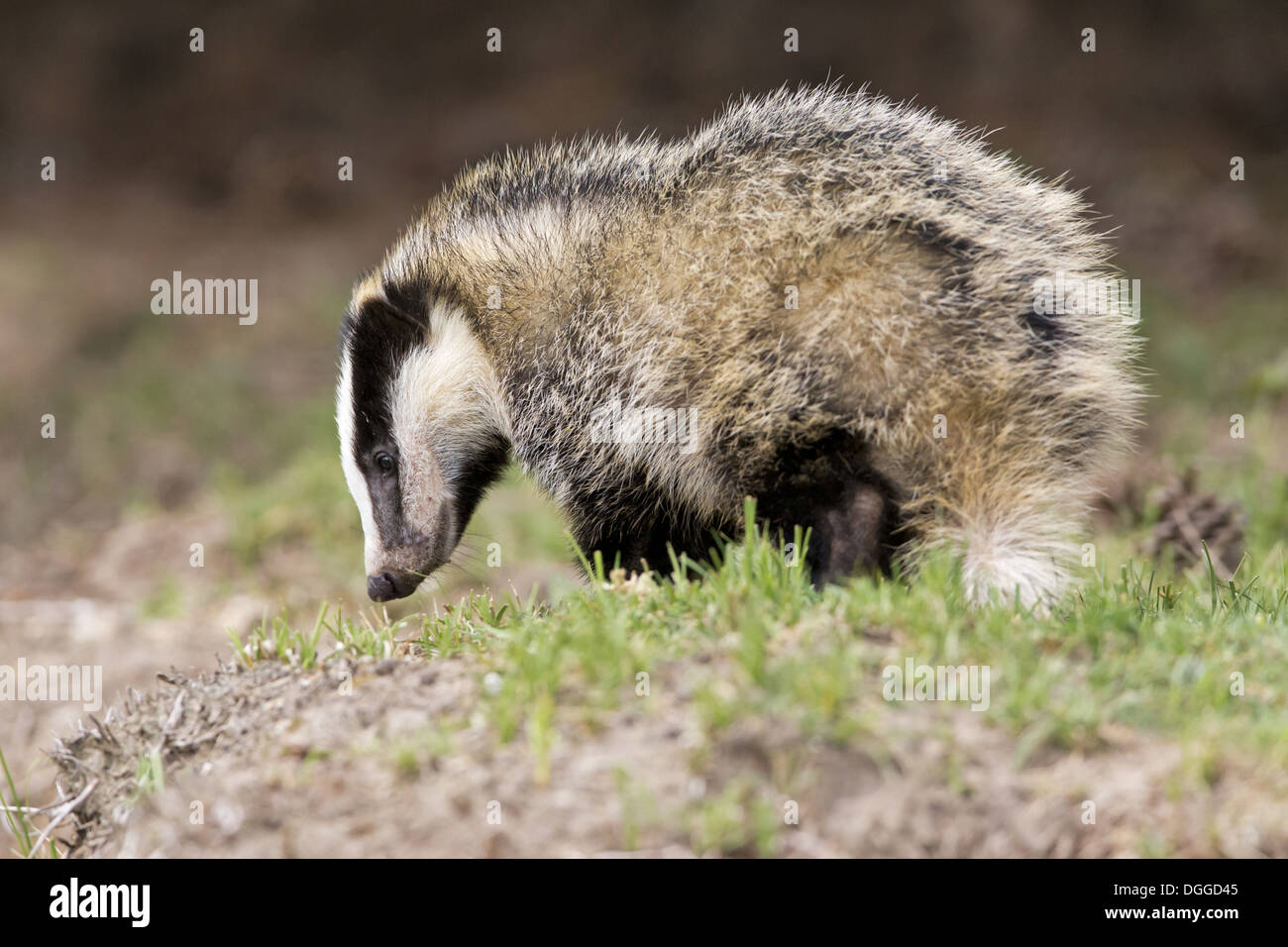 English badger east anglia hi-res stock photography and images - Alamy