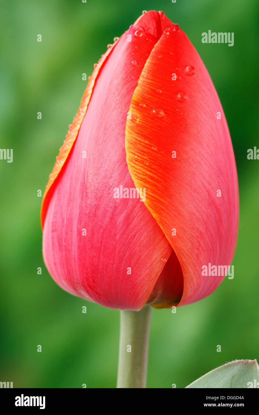 Tulipa 'Ad Rem' Tulip Darwin Hybrid Group April Stock Photo - Alamy