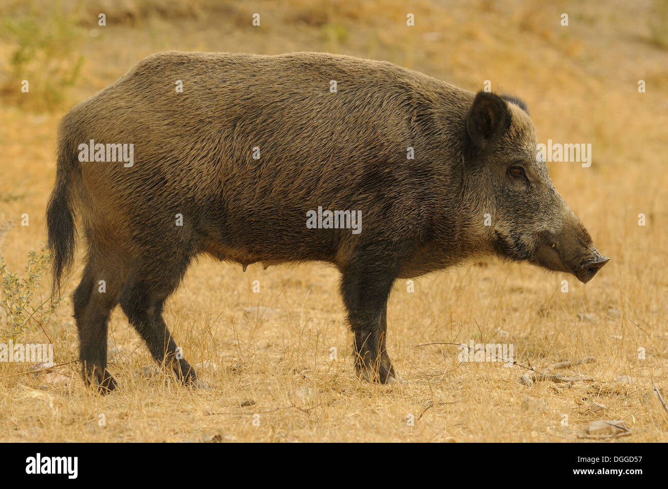Eurasian Wild Boar High Resolution Stock Photography and Images - Alamy