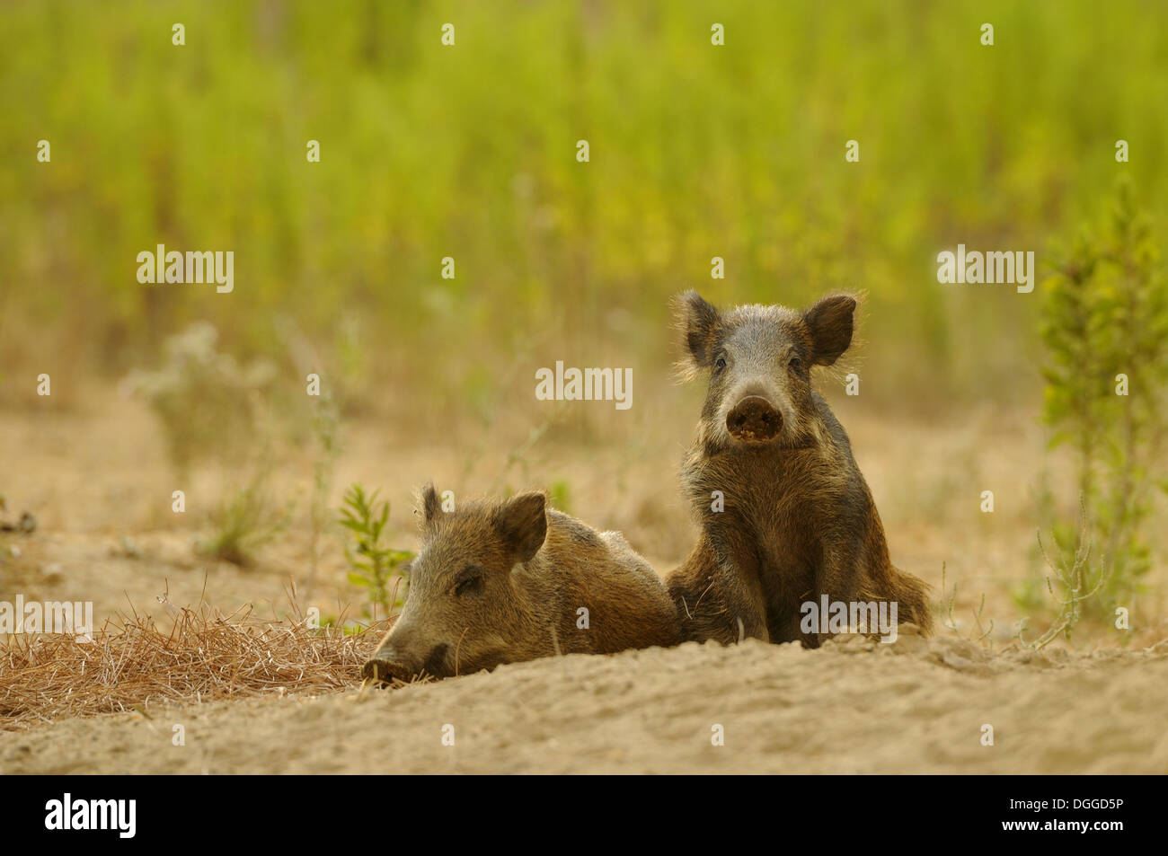 Eurasian Wild Boar (Sus scrofa) two young, resting on soil, Italy ...