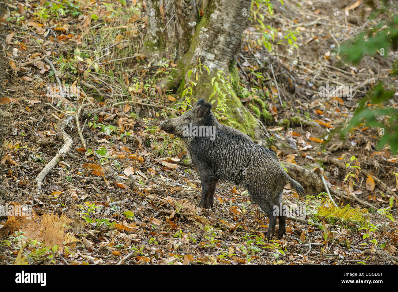 Eurasian Wild Boar High Resolution Stock Photography and Images - Alamy