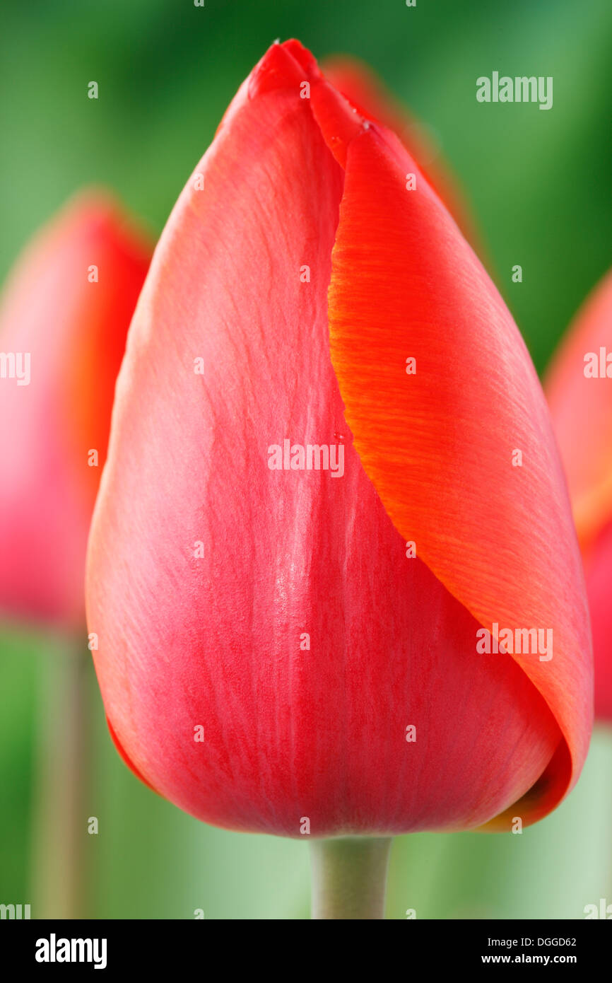 Tulipa 'Ad Rem' Tulip Darwin Hybrid Group April Stock Photo - Alamy