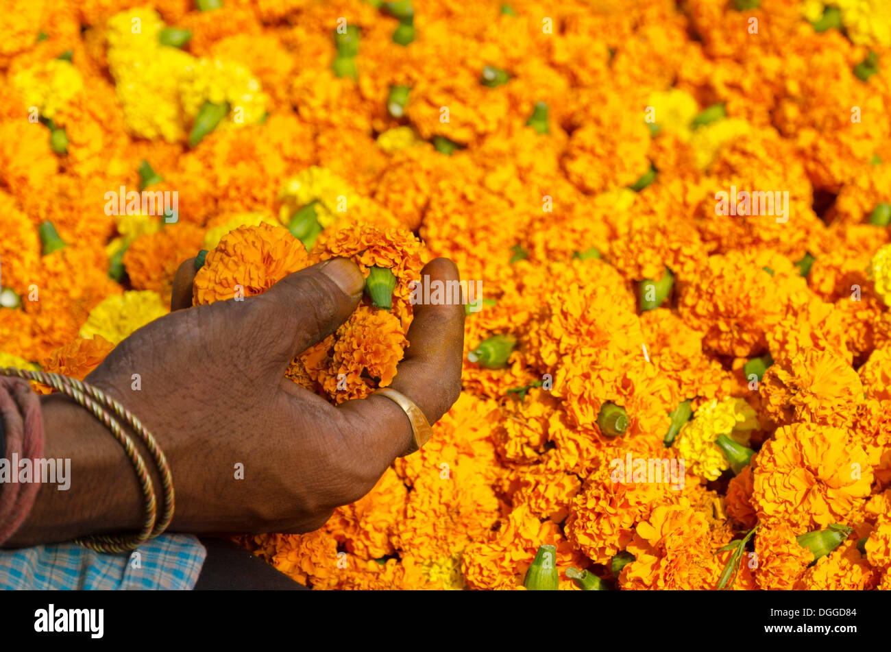 India yellow flowers hi-res stock photography and images - Alamy