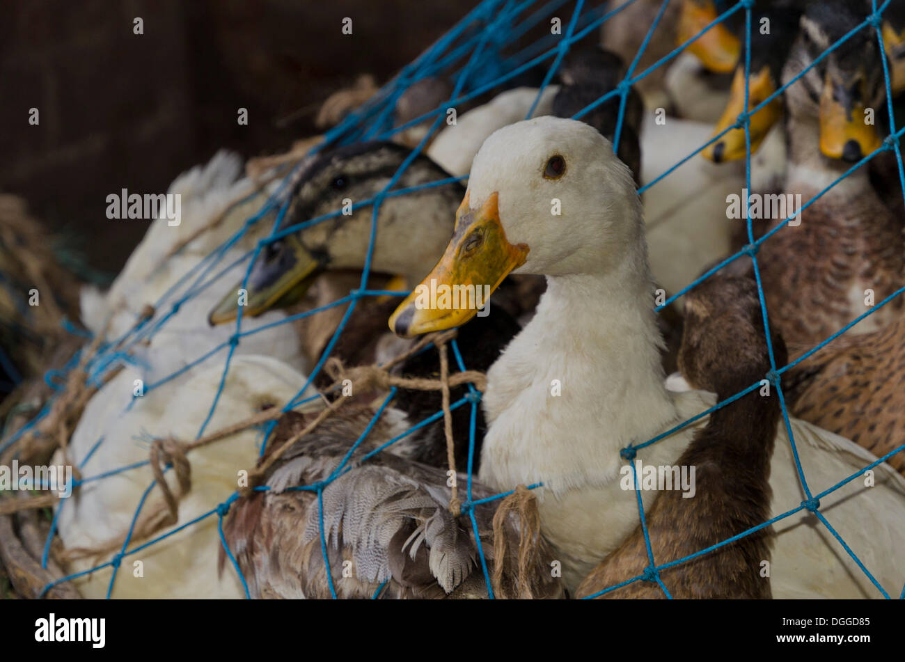 Duck looking out of net, for sale at the chicken market in Kolkata ...