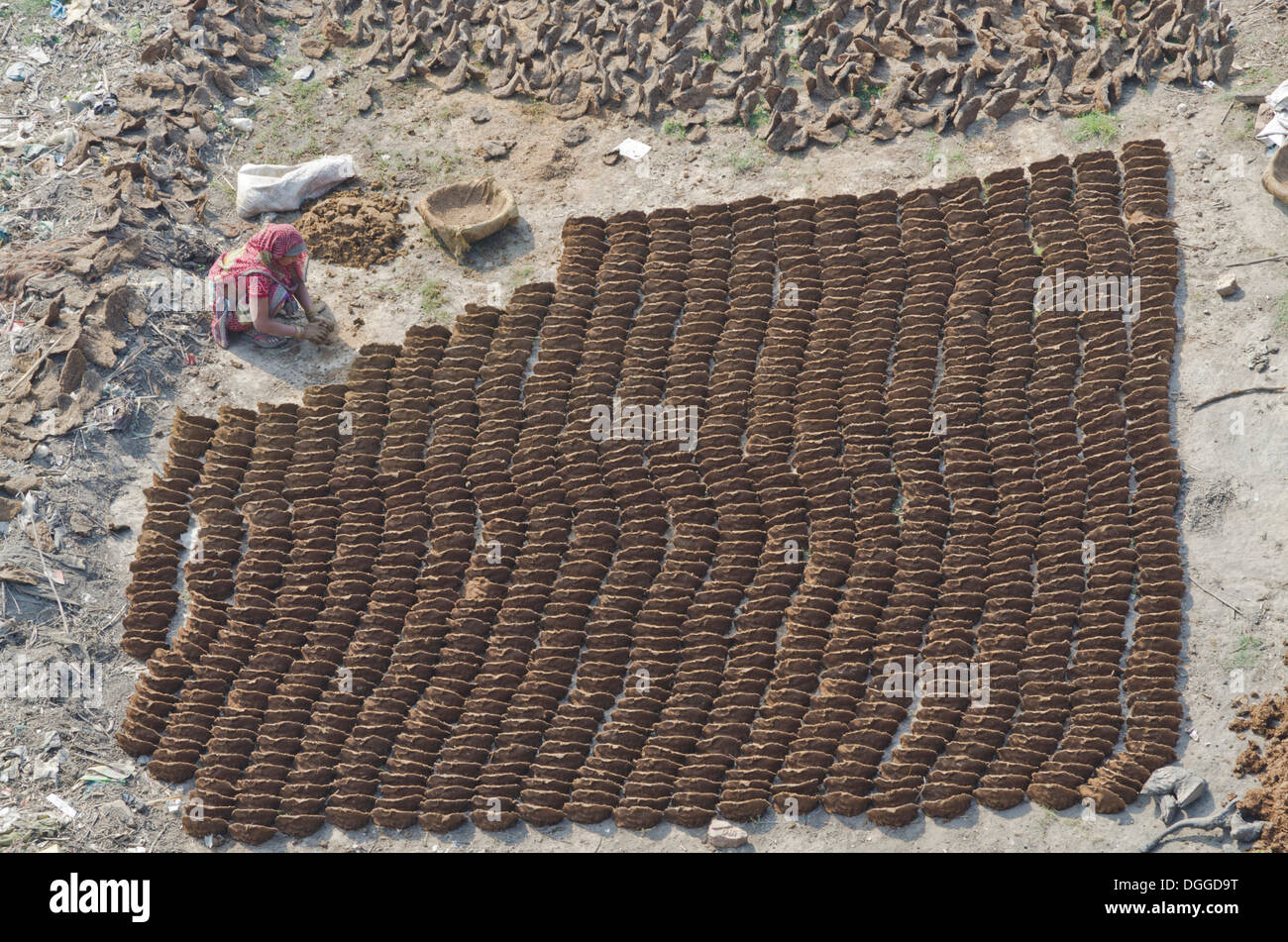 Woman producing fuel from cow dung, drying in the sun at Sangam ...