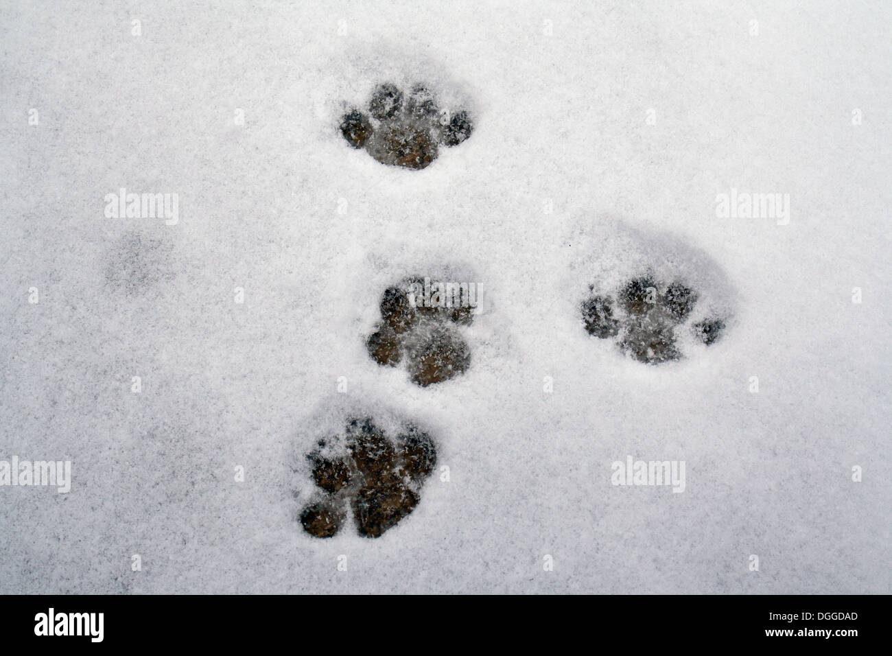Domestic Cat, footprints in snow covered garden, Bacton, Suffolk ...