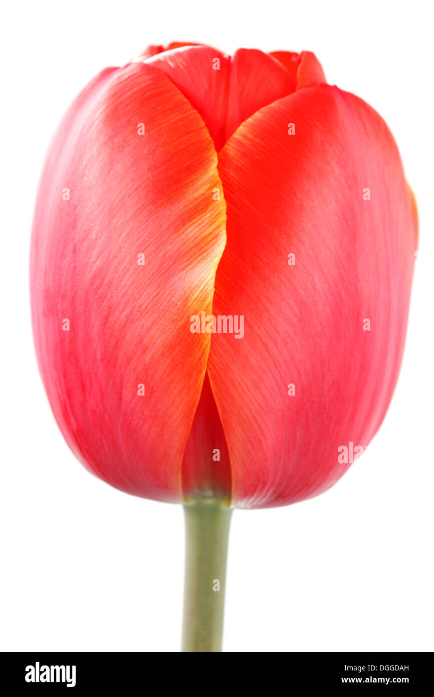 Tulipa 'Ad Rem' Tulip Darwin Hybrid Group April Stock Photo - Alamy