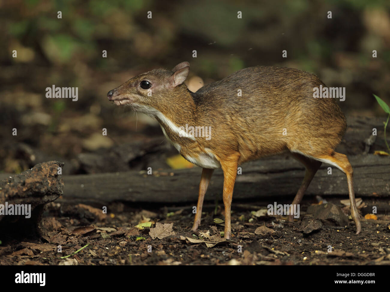 Lesser Mouse-deer (Tragulus kanchil) adult, standing beside log, near ...