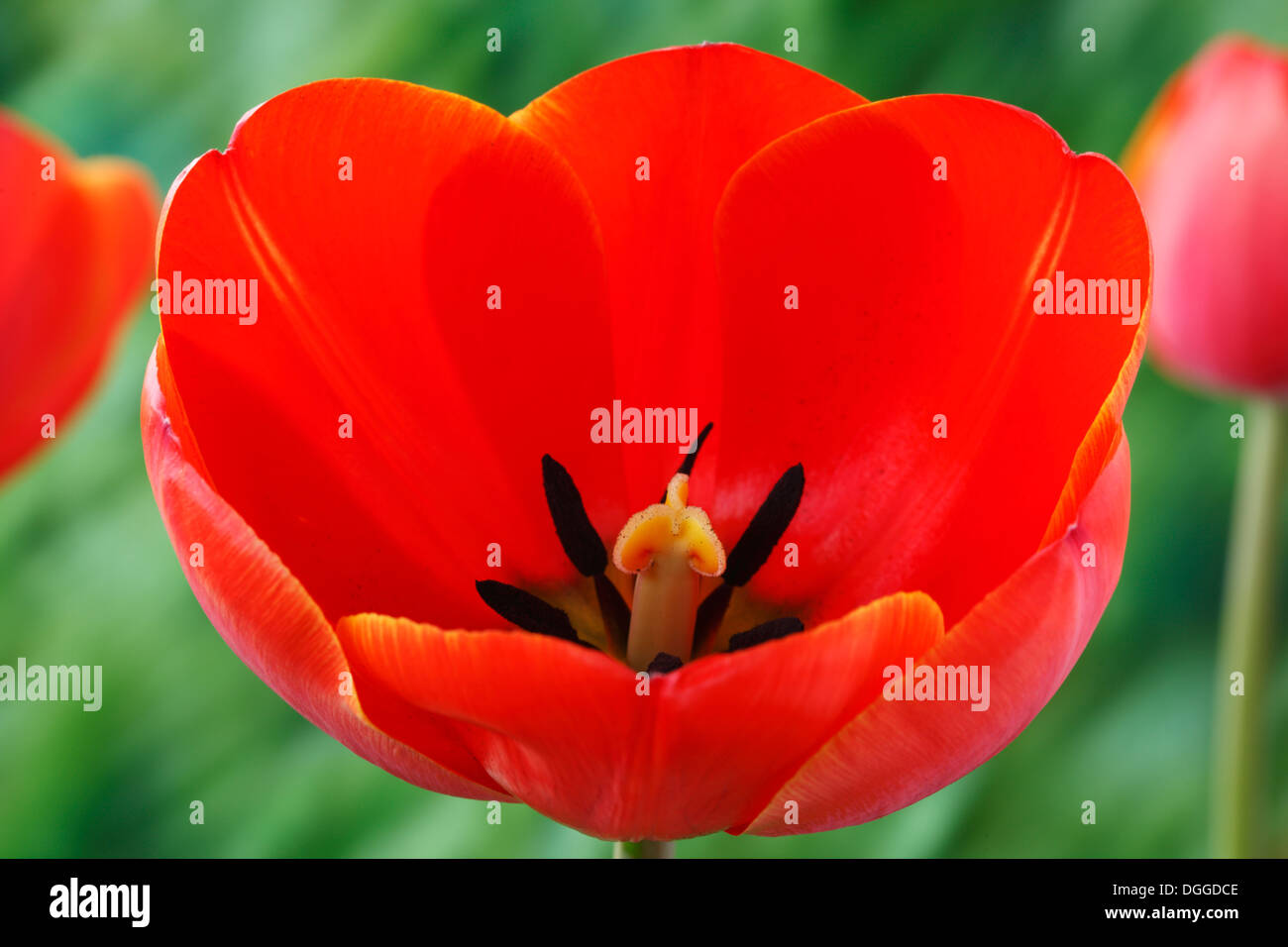 Tulipa 'Ad Rem' Tulip Darwin Hybrid Group April Stock Photo - Alamy
