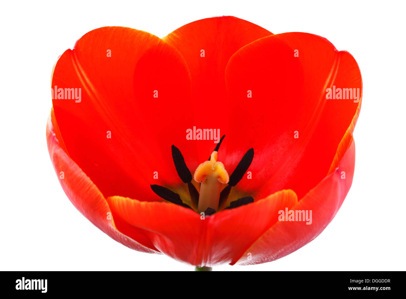 Tulipa 'Ad Rem' Tulip Darwin Hybrid Group April Stock Photo - Alamy