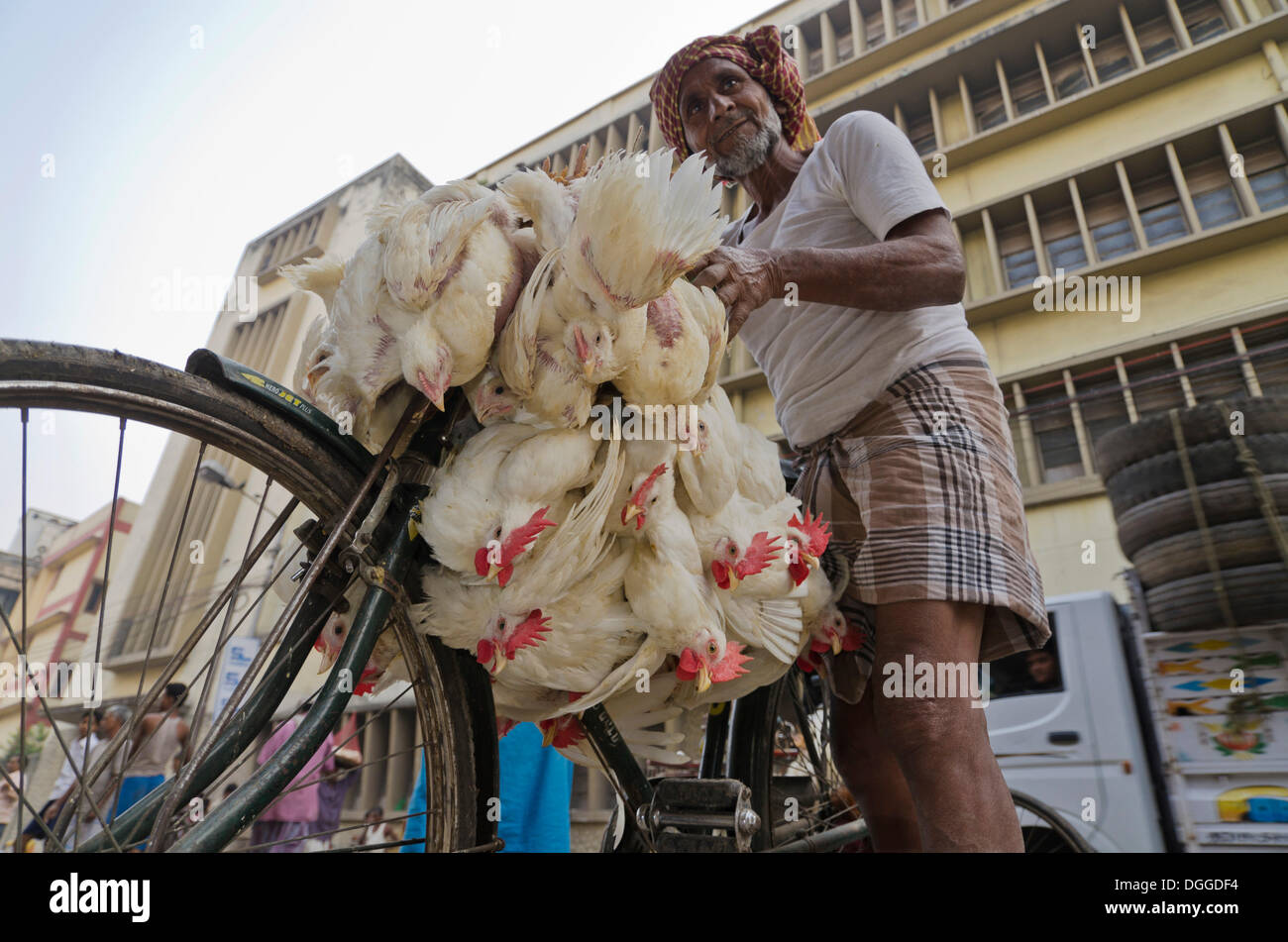 Chicken roped together, transported on bycicle, at the chicken market ...