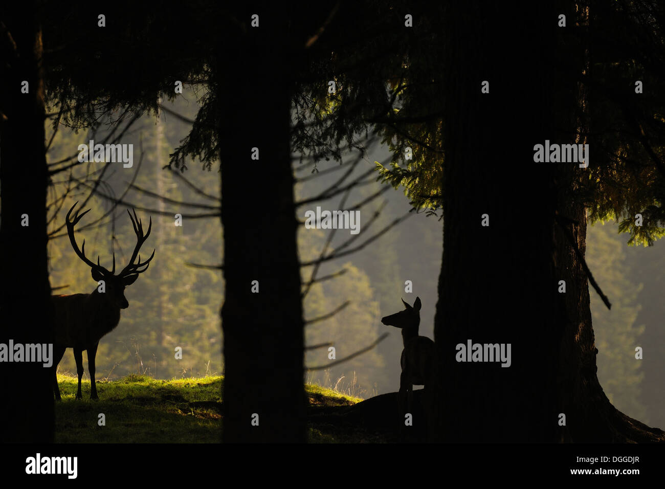 Red Deer (Cervus elaphus) stag and hind silhouetted amongst tree trunks ...