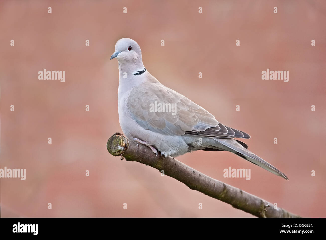 Collared dove hi-res stock photography and images - Alamy
