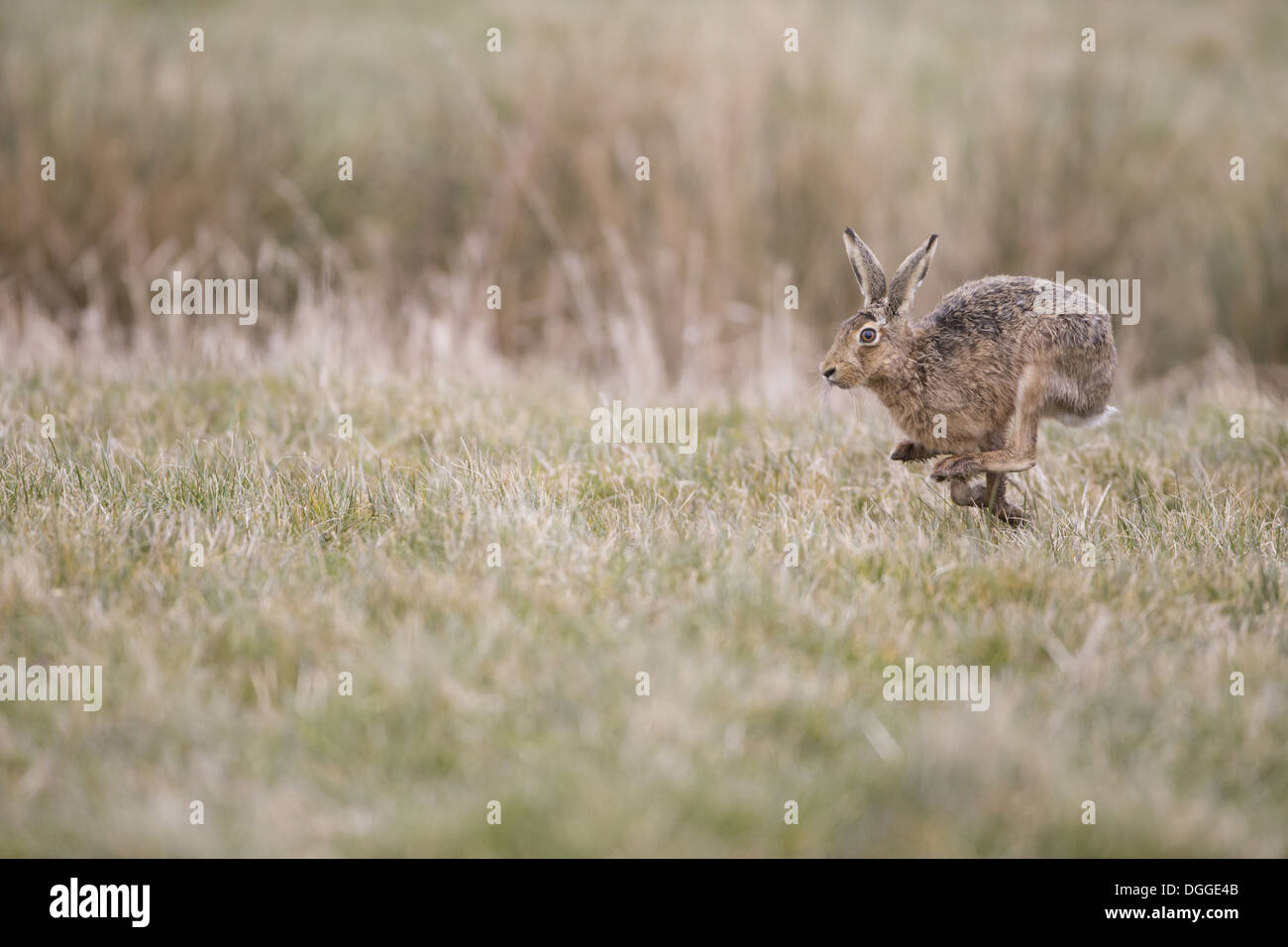 European Hare (Lepus europaeus) adult, running in grass field, Suffolk ...