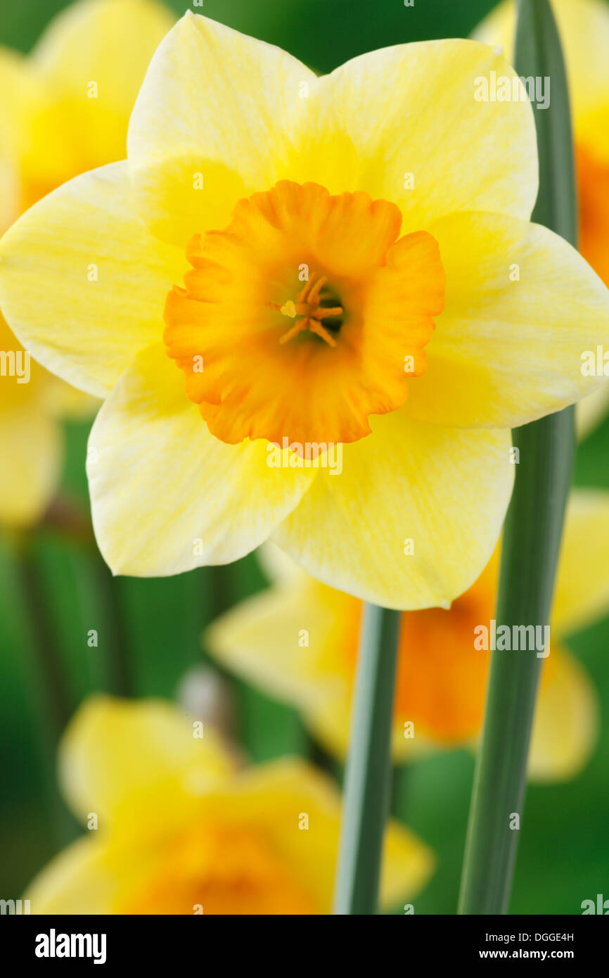 Narcissus 'Derringer' Daffodil Div. 7 Jonquilla April Stock Photo - Alamy