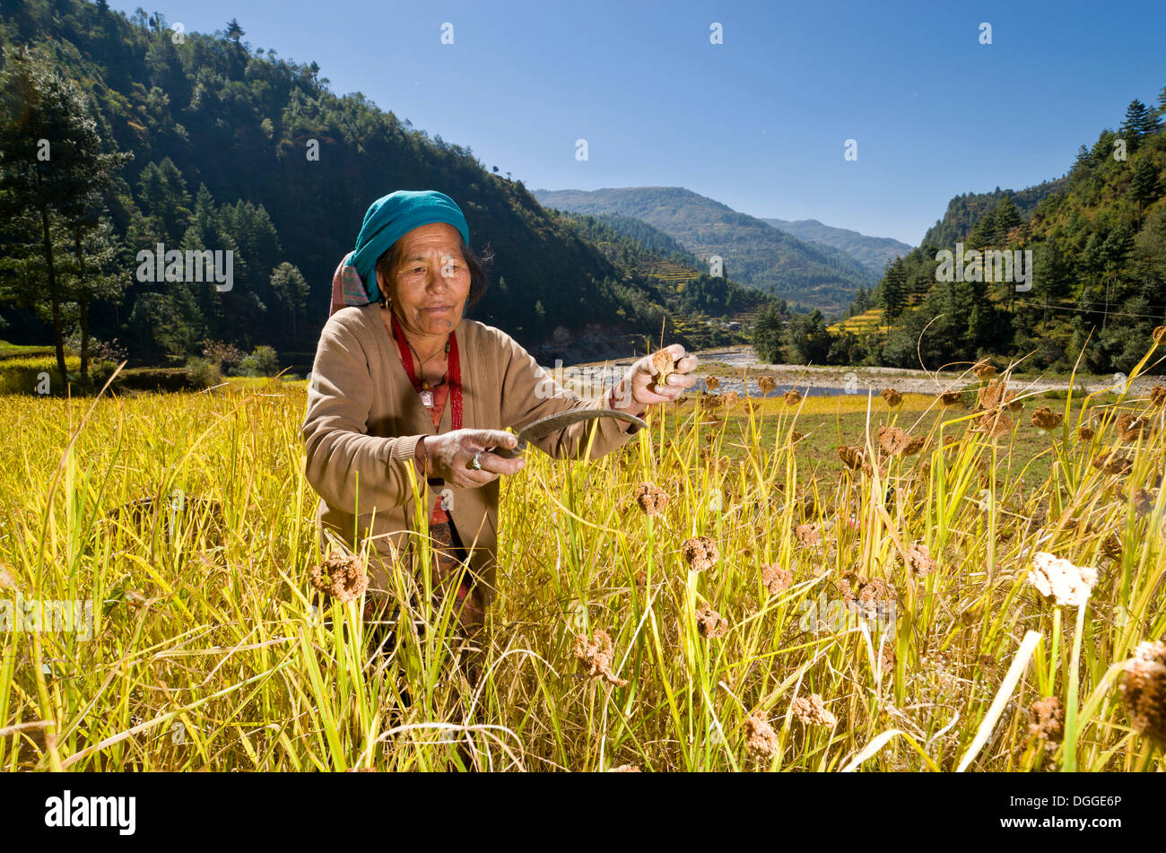 Farmers woman harvesting millet hi-res stock photography and images - Alamy