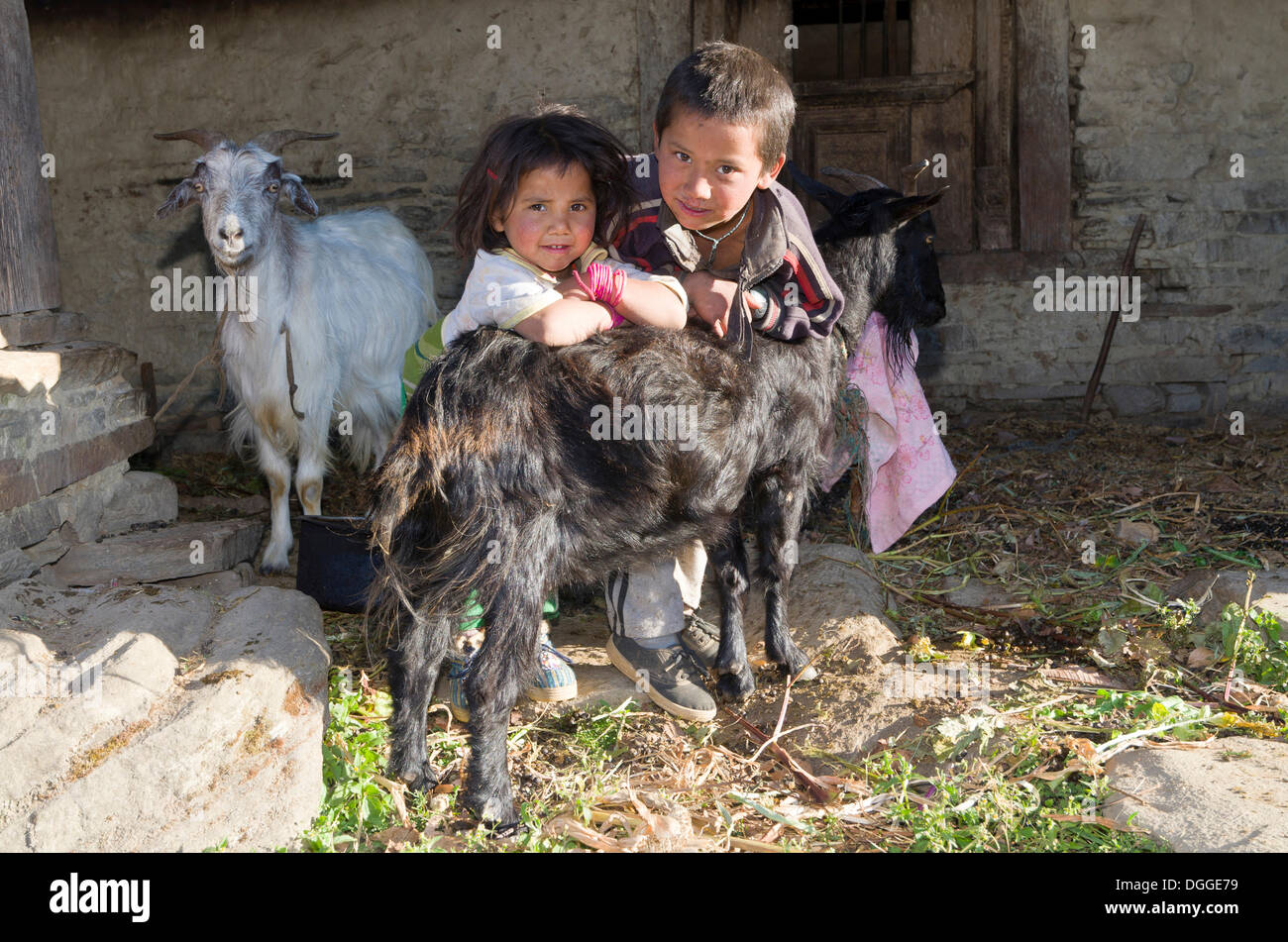 Native goats hi-res stock photography and images - Alamy