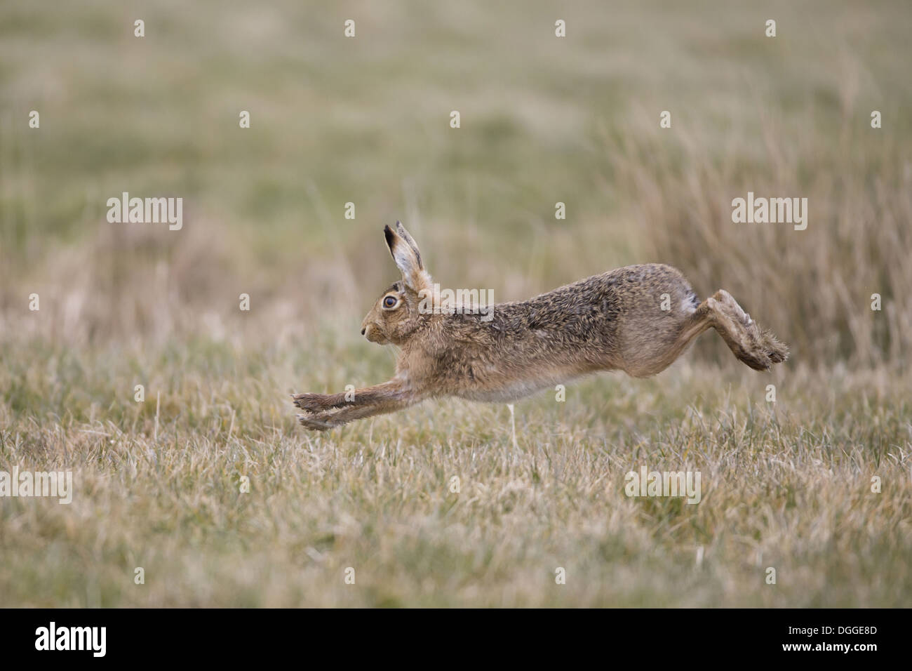 European Hare (Lepus europaeus) adult, running in grass field, Suffolk ...