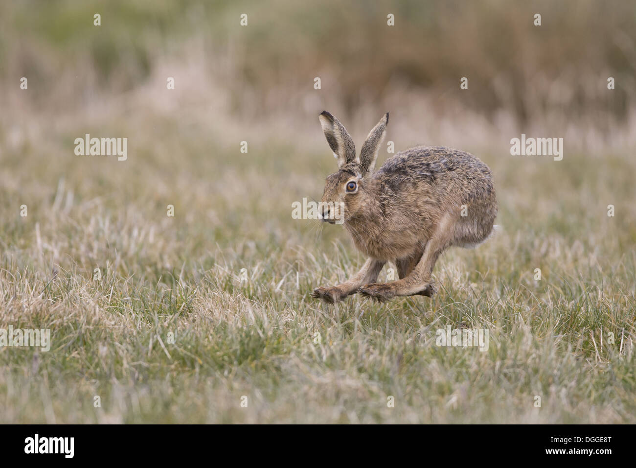 European Hare (Lepus europaeus) adult, running in grass field, Suffolk ...