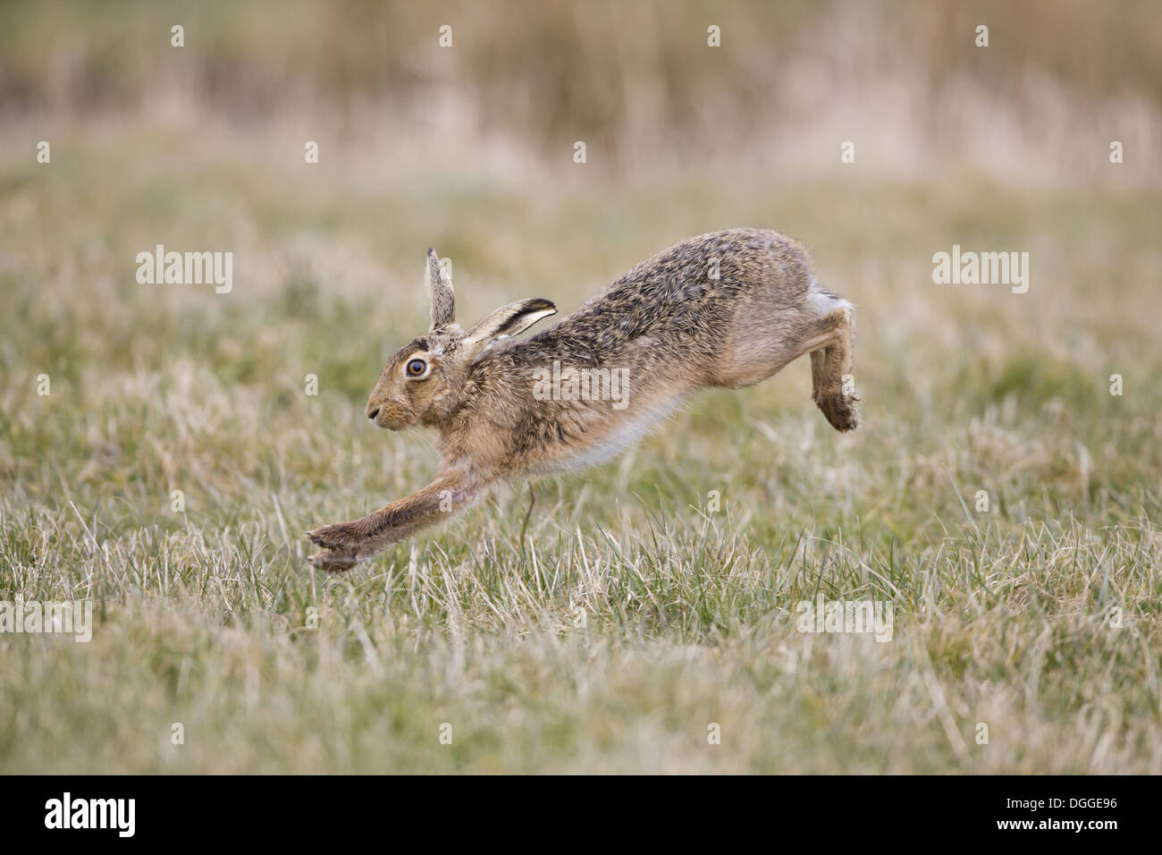 European Hare (Lepus europaeus) adult, running in grass field, Suffolk ...
